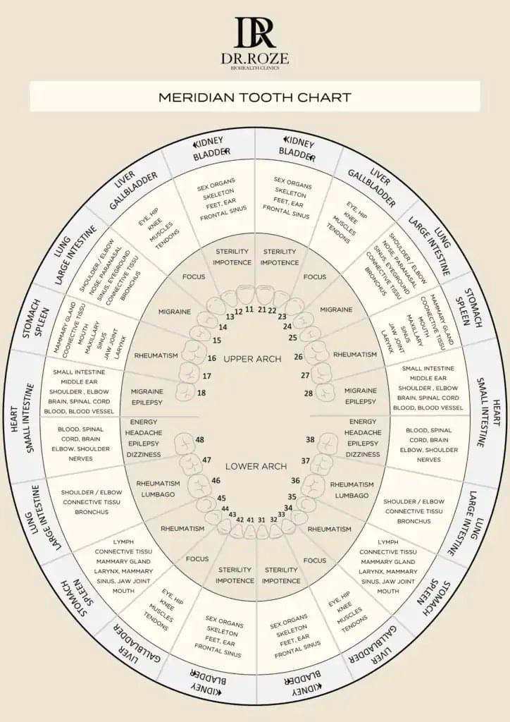 Meridian Tooth Chart – GreatCosmicMothersUnite